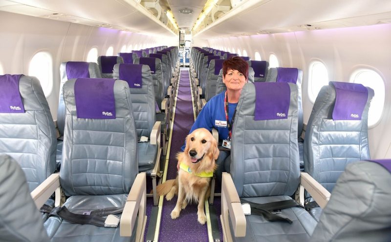 Ten airlines that allow large dogs in the cabin | Aviation Blogs